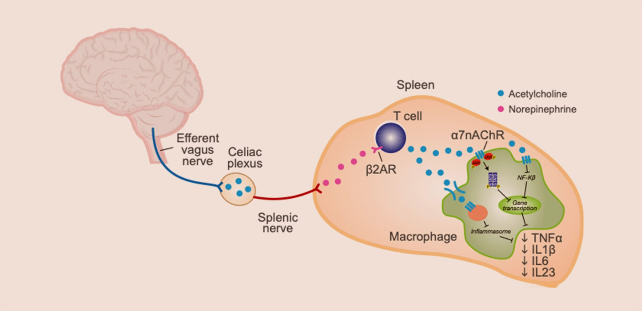 Rheumatologists – SetPoint Medical